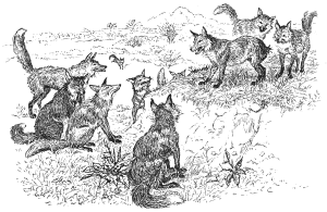 The Fox Who Lost His Tail - Fables of Aesop